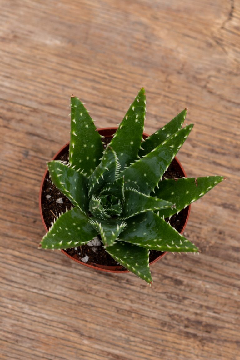 Spider Aloe (Humilis) – J.J. Growers Nursery