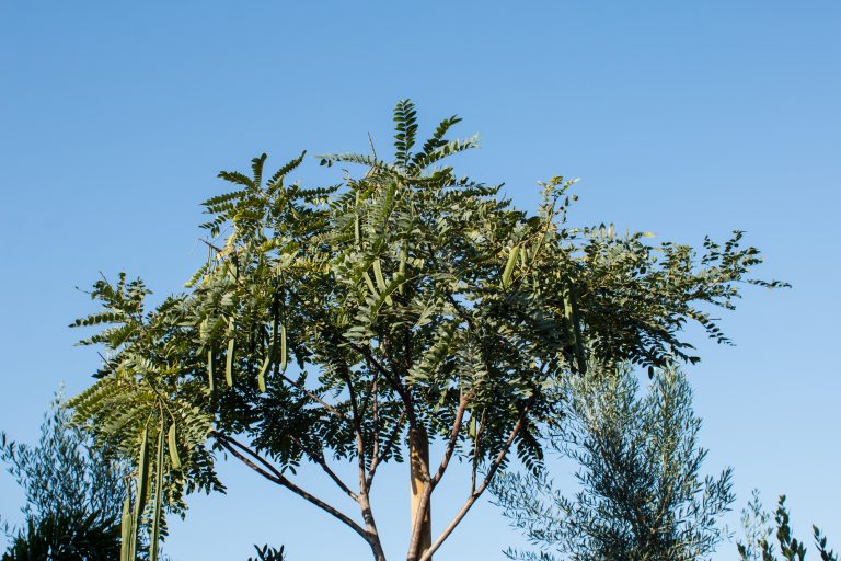 Gold Medallion Tree (Cassia Leptophylla) – J.J. Growers Nursery