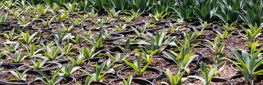 About Us – J.J. Growers Nursery