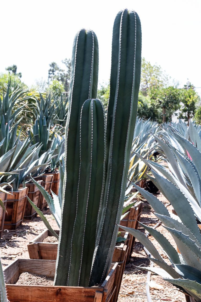 Mexican Fence Post Cactus (Pachycereus Marginatus) – J.J. Growers Nursery