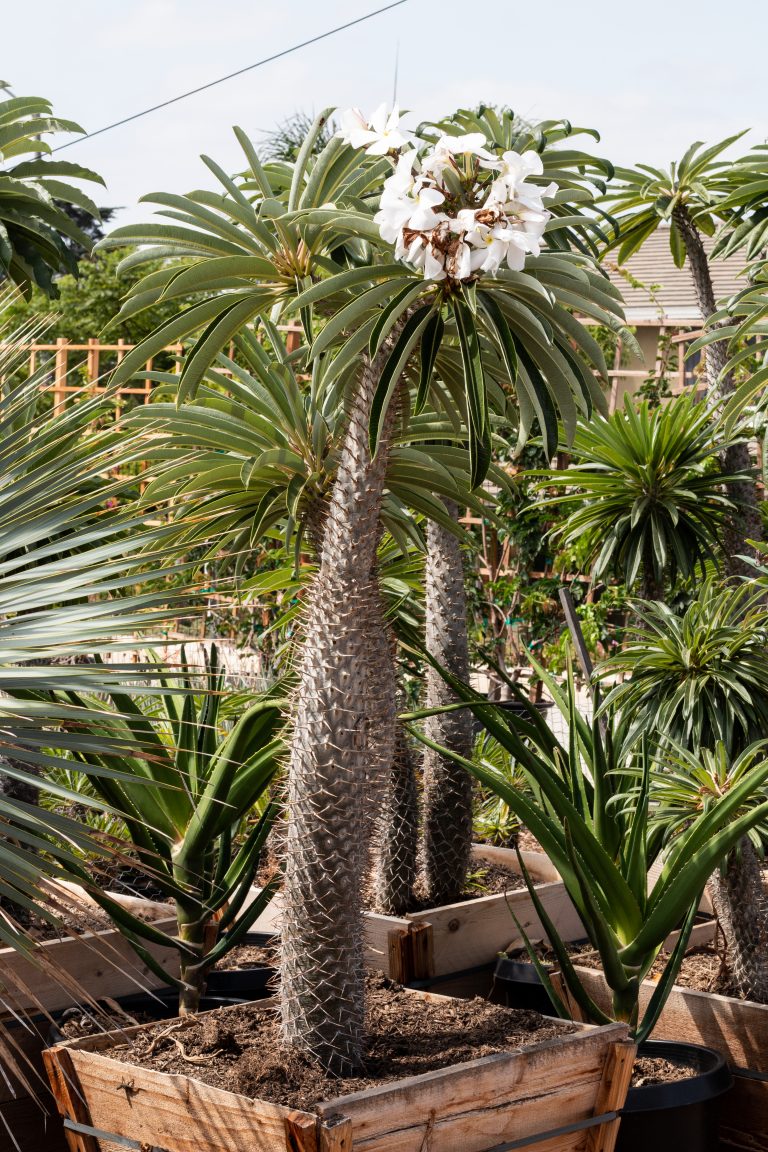 Pachypodium Lamerei Madagascar – J.J. Growers Nursery