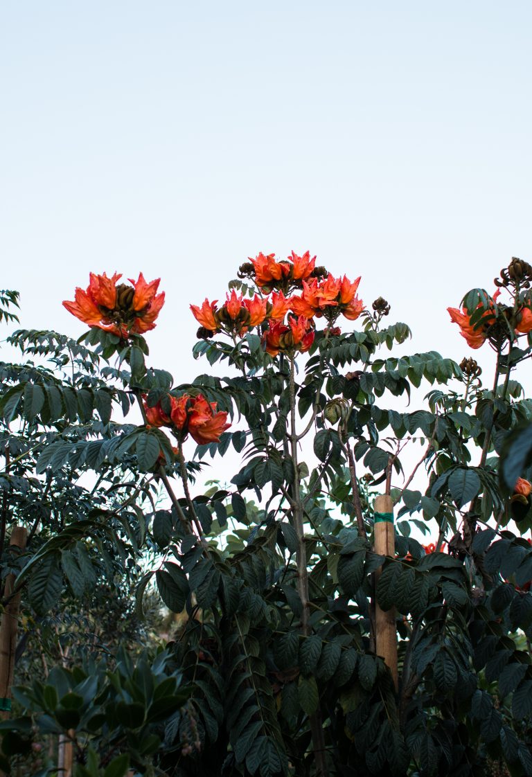 African Tulip Tree (Spathodea Campanulata) – J.J. Growers Nursery