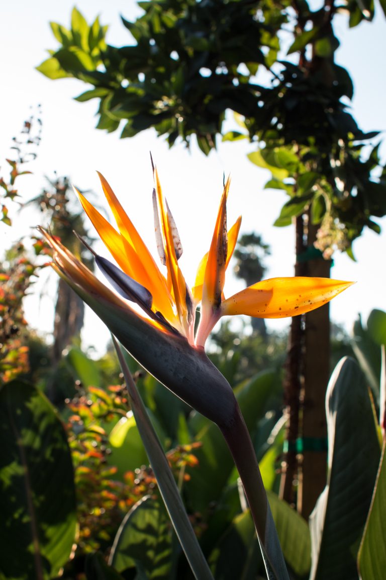 Bird of Paradise (Strelitzia Reginae) – J.J. Growers Nursery