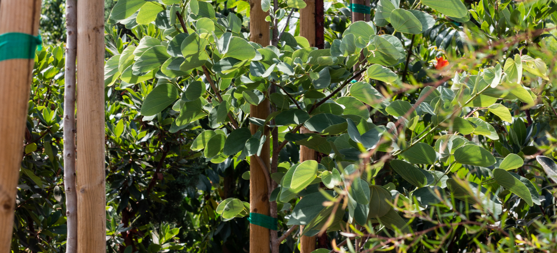 Brazilian Orchid Tree Pata De Vaca (Bauhinia Forficata) – J.J. Growers ...