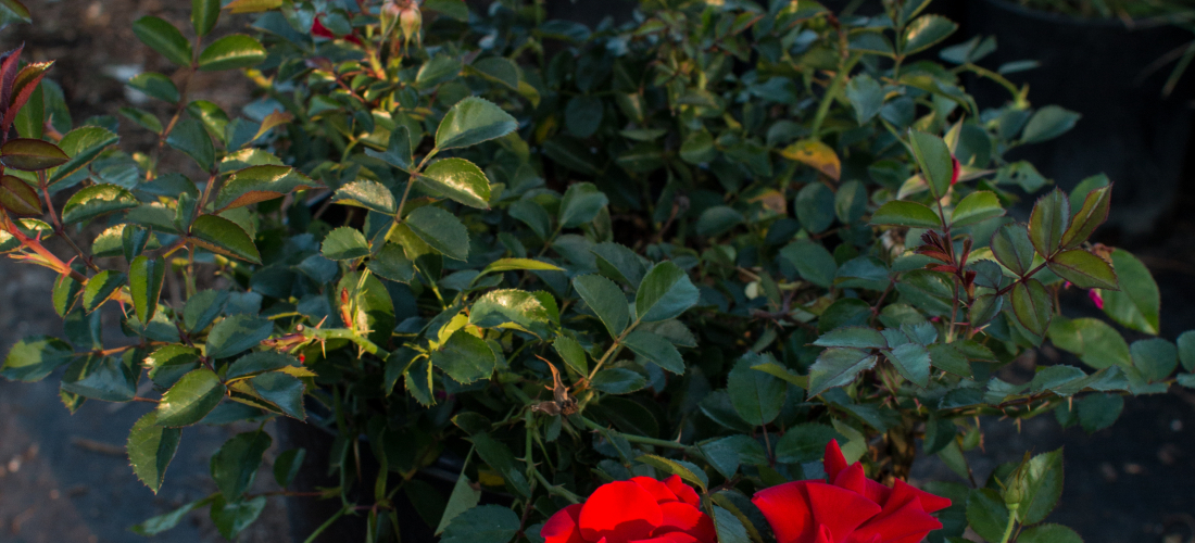 Carpet Roses – J.J. Growers Nursery