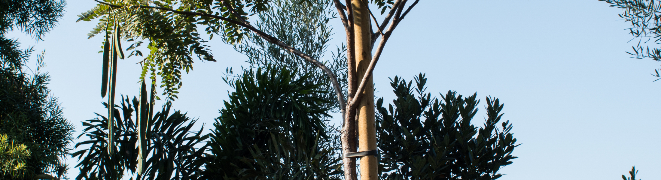 Cassia Leptophylla Gold Medallion Tree 2 Jj Growers Nursery