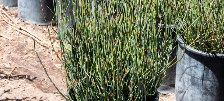 Small Cape Rush (Chondropetalum Tectorum) – J.J. Growers Nursery