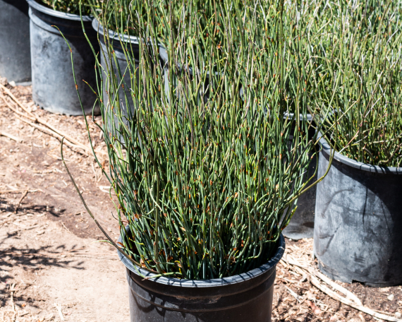 Crimson Fountaingrass (Pennisetum Setaceum) – J.J. Growers Nursery