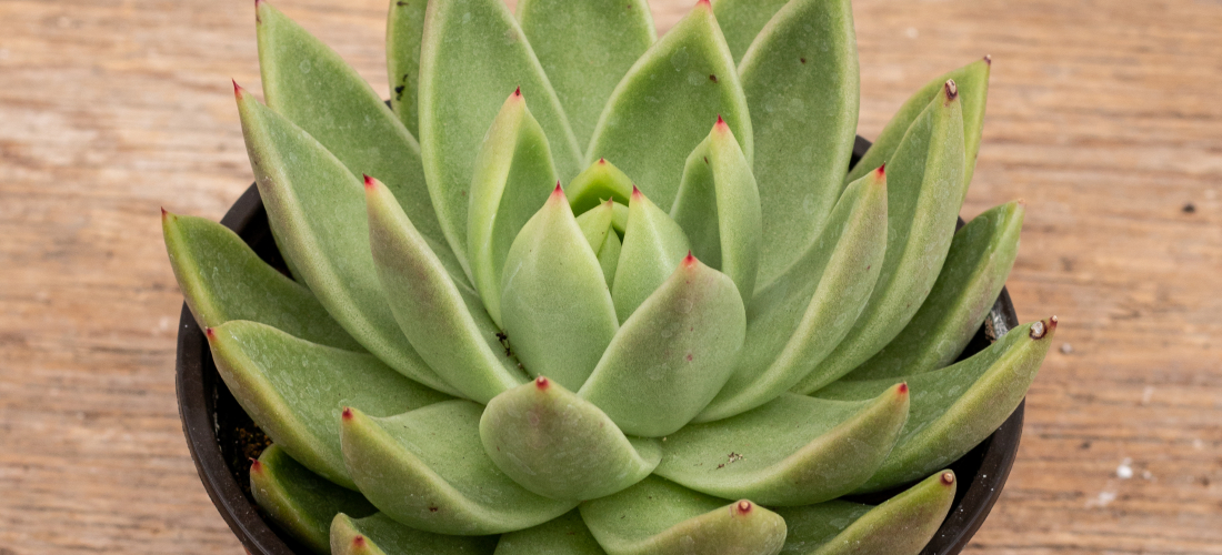 Echeveria Agavoides Molded Wax Agave – J.J. Growers Nursery