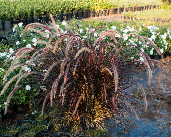 Small Cape Rush (Chondropetalum Tectorum) – J.J. Growers Nursery