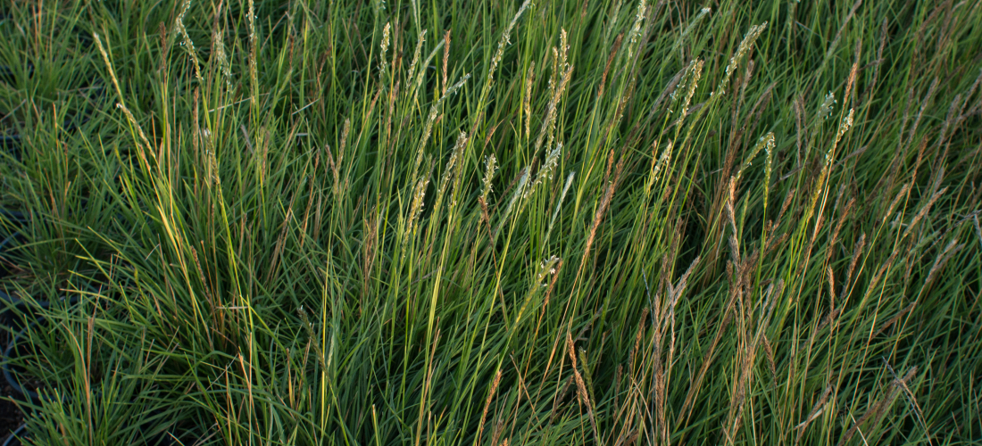 Autumn Moor Grass (Sesleria Autumnalis) – J.J. Growers Nursery