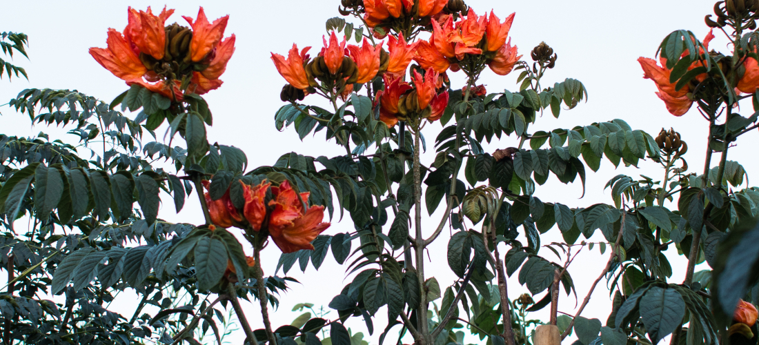 African Tulip Tree (Spathodea Campanulata) – J.J. Growers Nursery